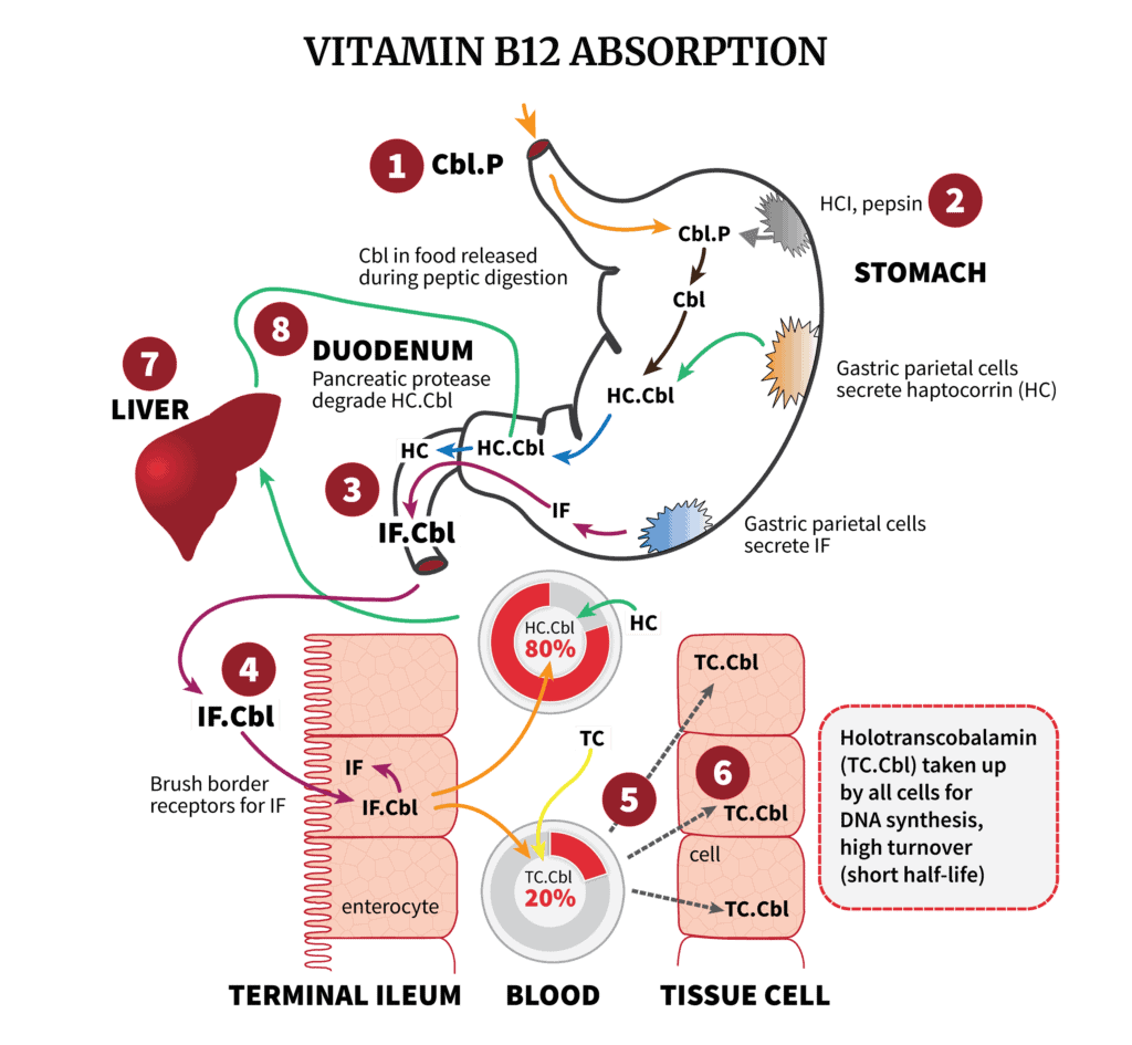 Transcobalamin II Deficiency - From Infants To Adults • PA Relief