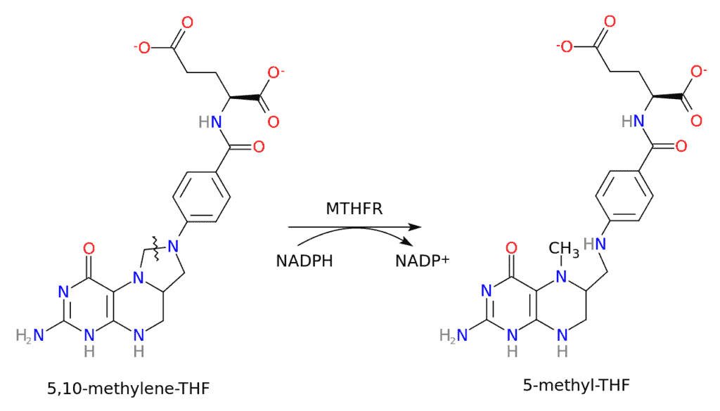 Folate, MTHFR And B12: The Ultimate Trio • PA Relief