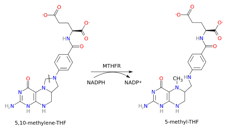 Folate, MTHFR And B12: The Ultimate Trio • PA Relief